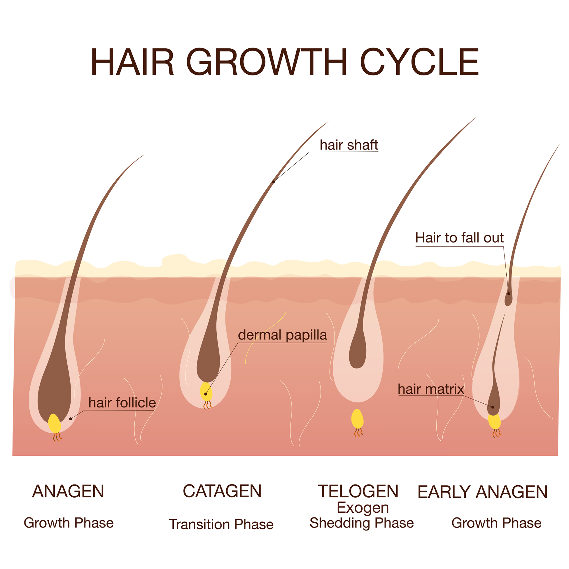All About Hair Growth & How to Achieve It